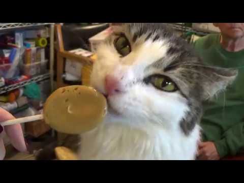 Cat Licking Lollipop! ASMR