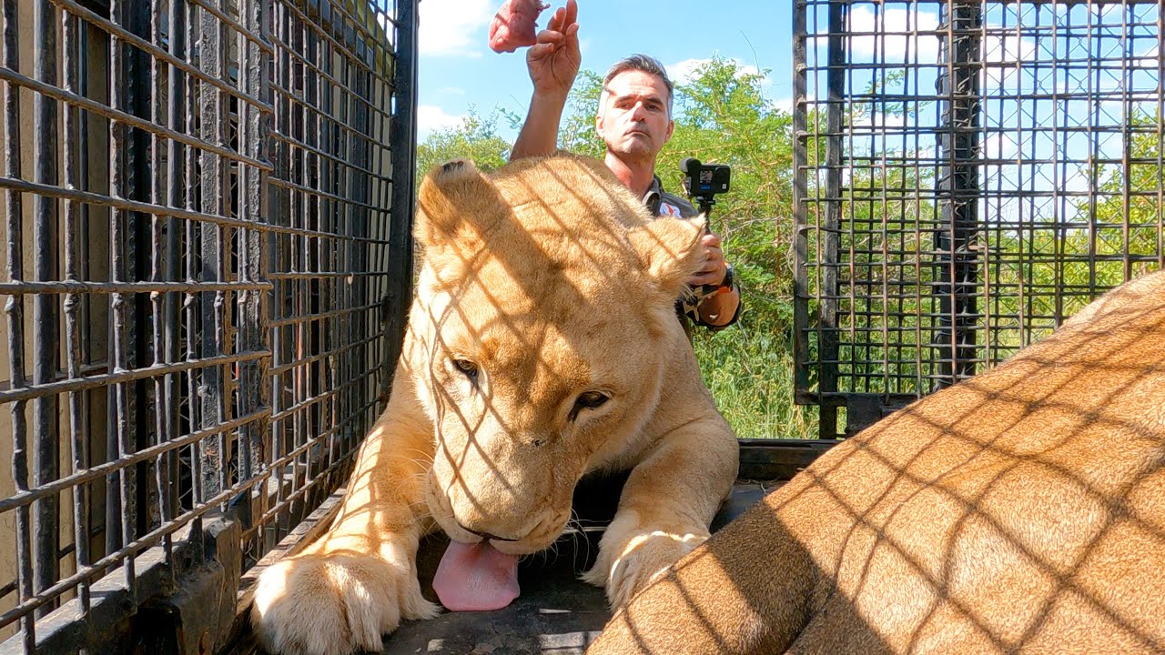 Moving LIONS with an Injury | The Lion Whisperer - YouTube