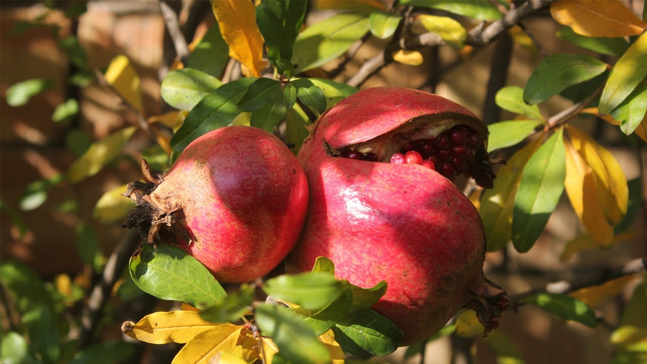Nar ukusno i zdravo voće koje uspeva i kod nas (Obilan rod sadnice nara ...