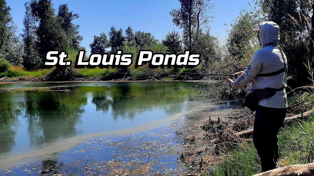 St. Louis Ponds | Bass Fishing On A Hot Summer Evening! - YouTube