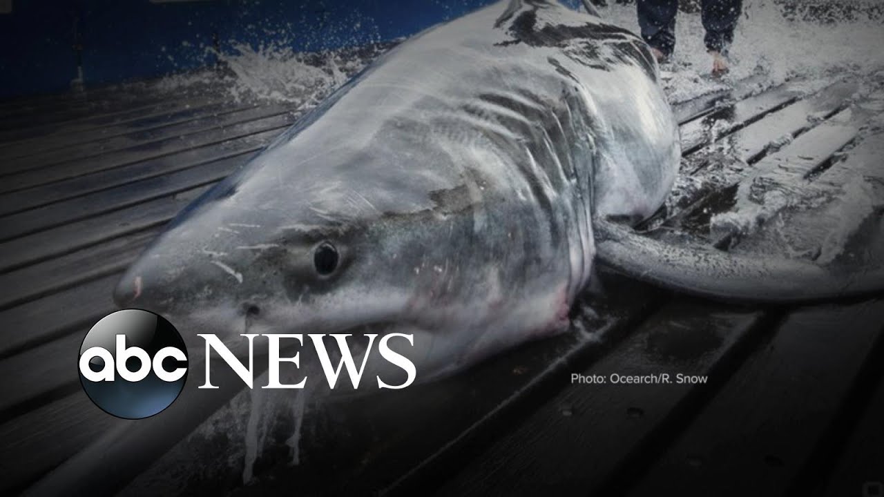 Great white shark believed to be lurking off Connecticut coast - YouTube