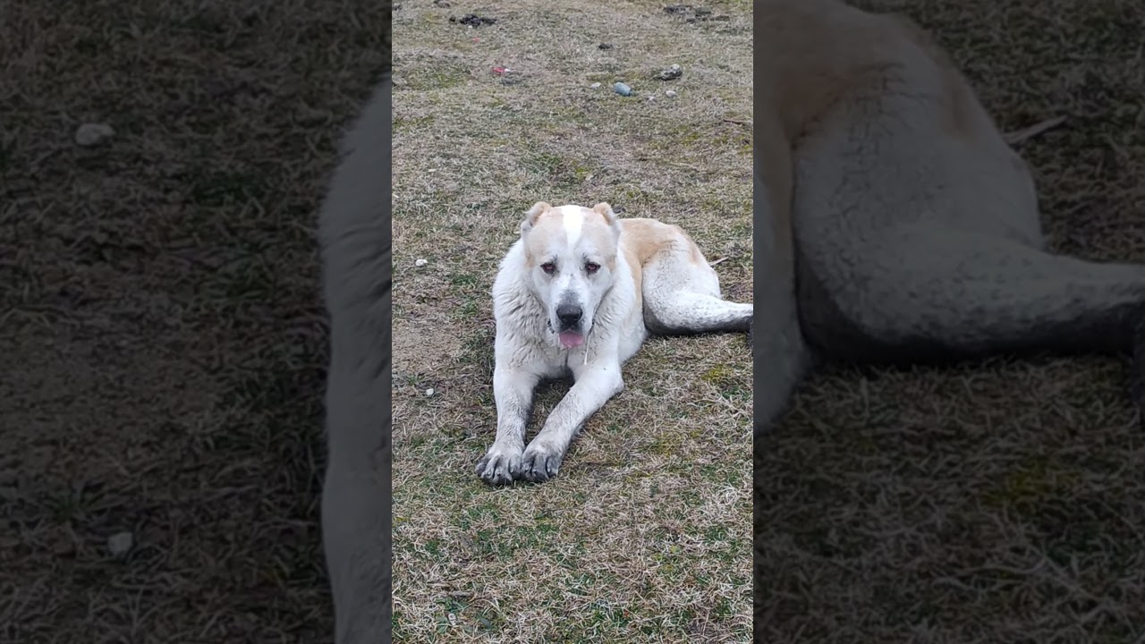 Georgian Shepherd Dog - YouTube