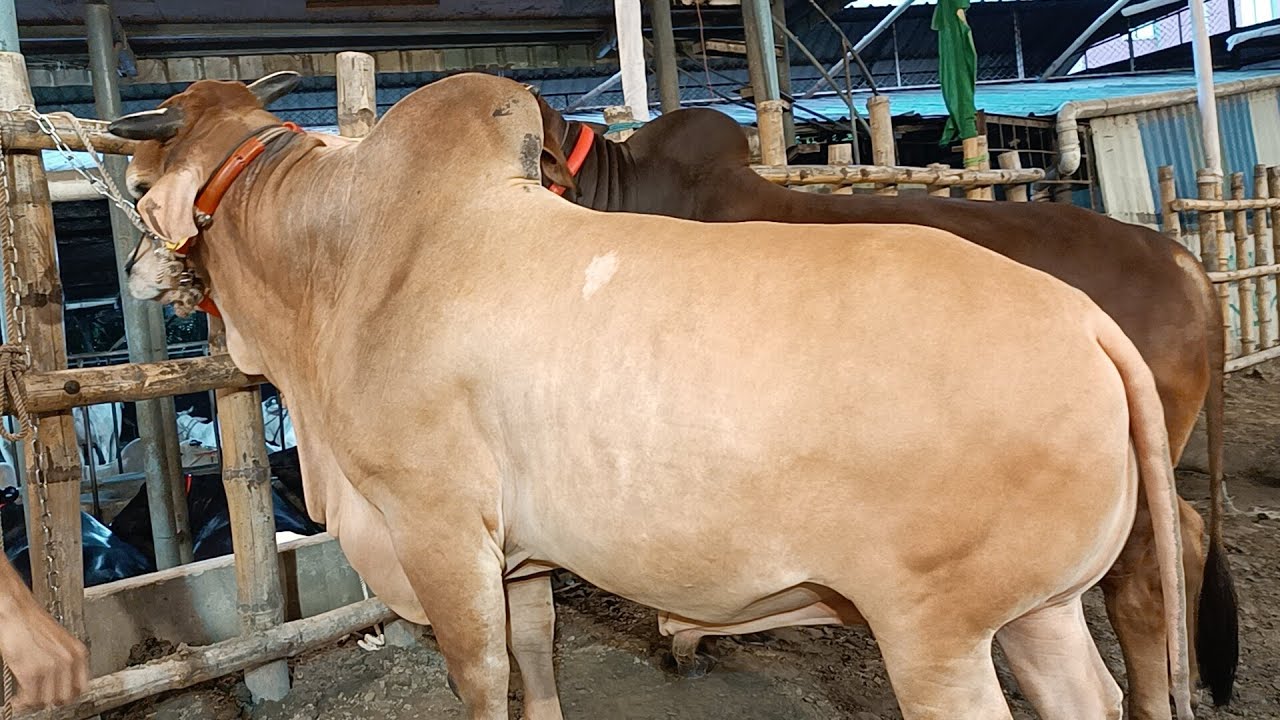 Big Cow Farm in Bangladesh | Sadeeq Agro 2023 | Big Big Cow price 2023 ...