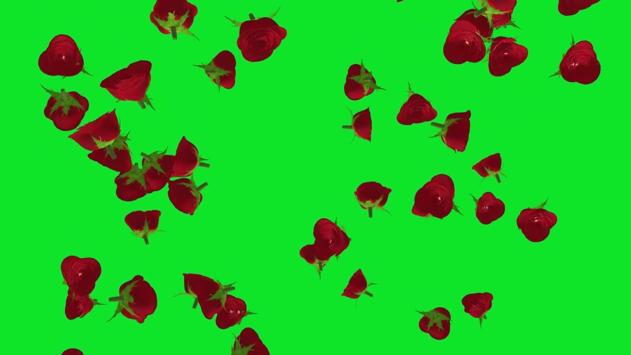 Best Animation Rose Flowers Falling Green Screen Video HD | No ...