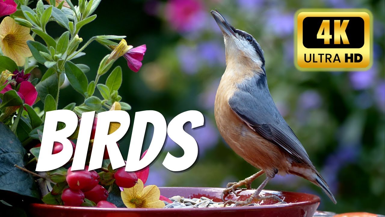 Unique birds in 4k Ultra HD. #birds #birdslover - YouTube