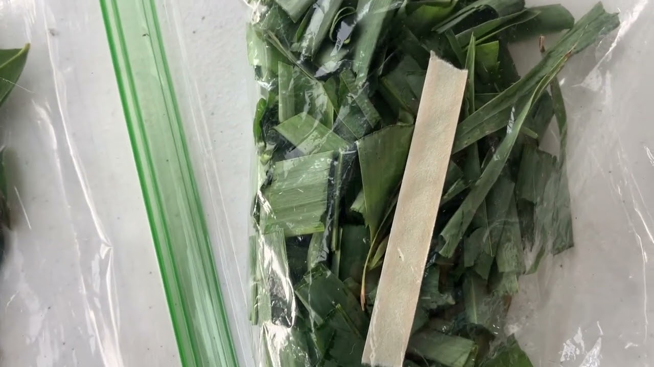 How to test forage for prussic acid before grazing - YouTube