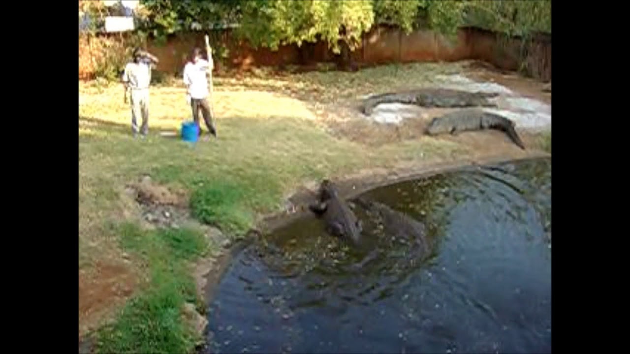 Feeding the Crocs, South Africa | Traveler Ni - YouTube