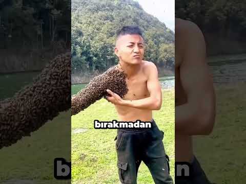 Katil Arılar Neden Bu Kadar Tehlikeli? 🐝💀