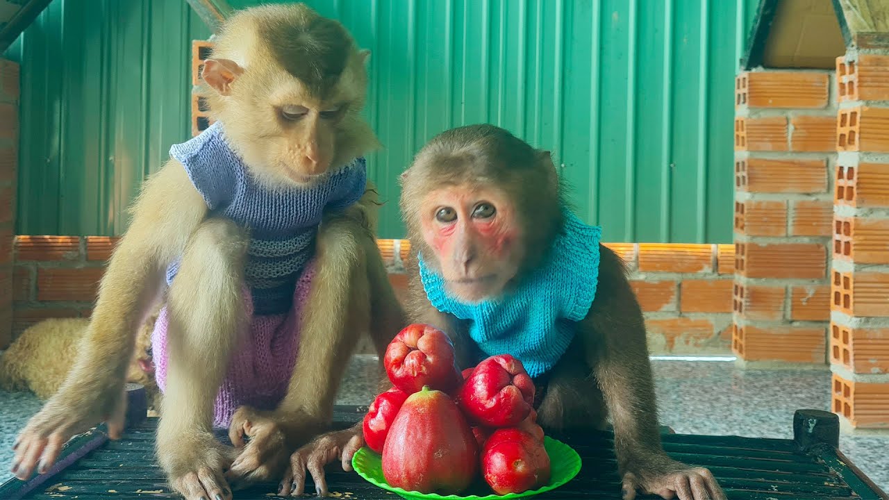 Monkey baby so cute loves ripe red plums - YouTube