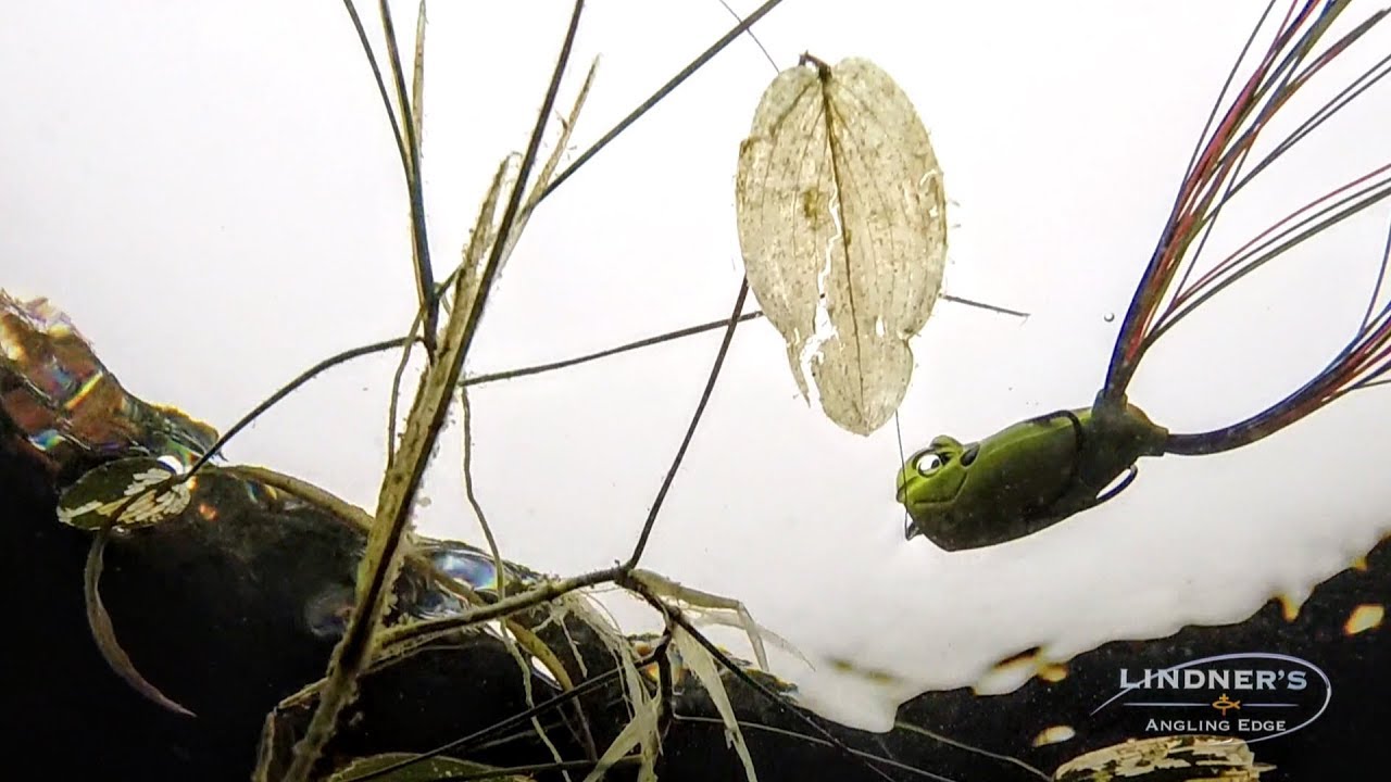 Tip for Frog Fishing (Terminator Walking & Popping Frog) - YouTube