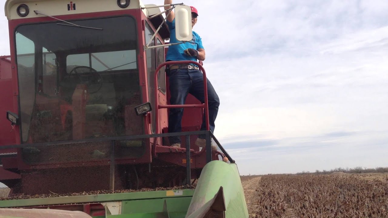 Castor Harvesting and Gangnam Style - YouTube