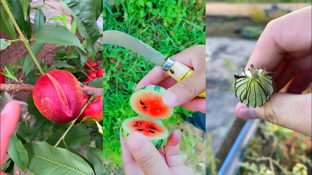 farm fresh ninja fruit cutting (oddly satisfying fruit ninja) - YouTube