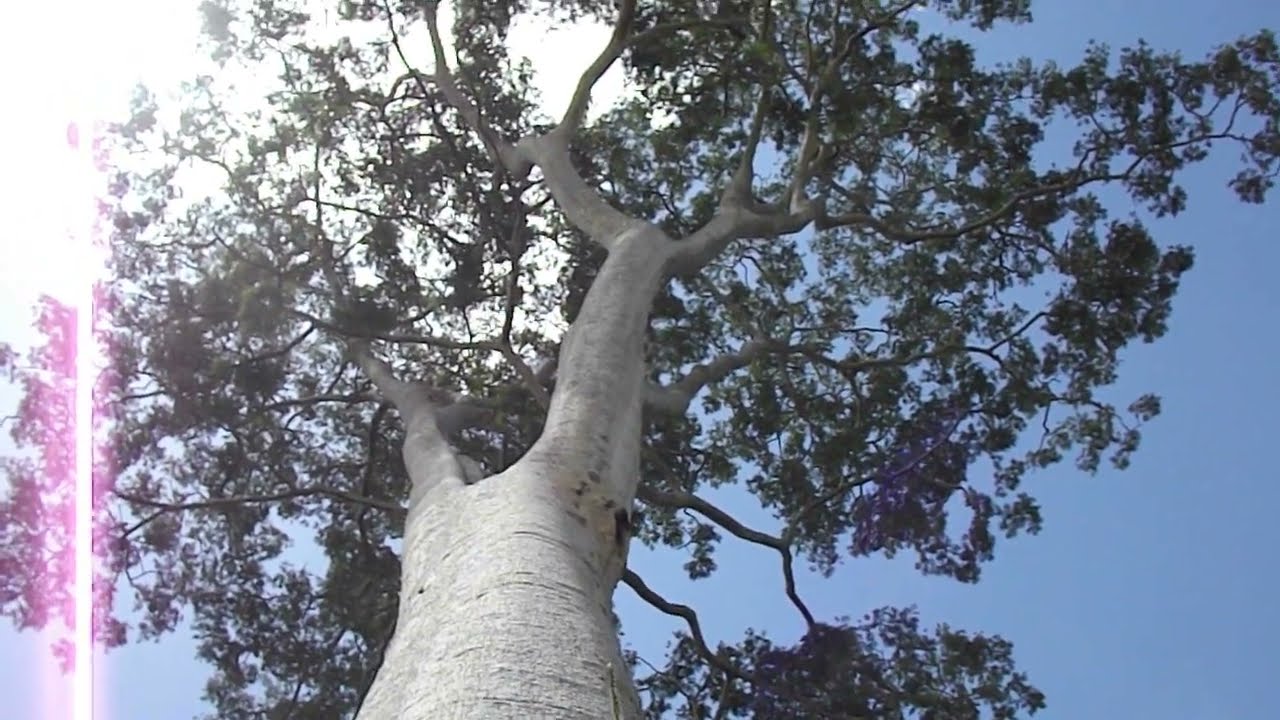 Árvores do Brasil: Anadenanthera colubrina, o famoso ANGICO-BRANCO ...