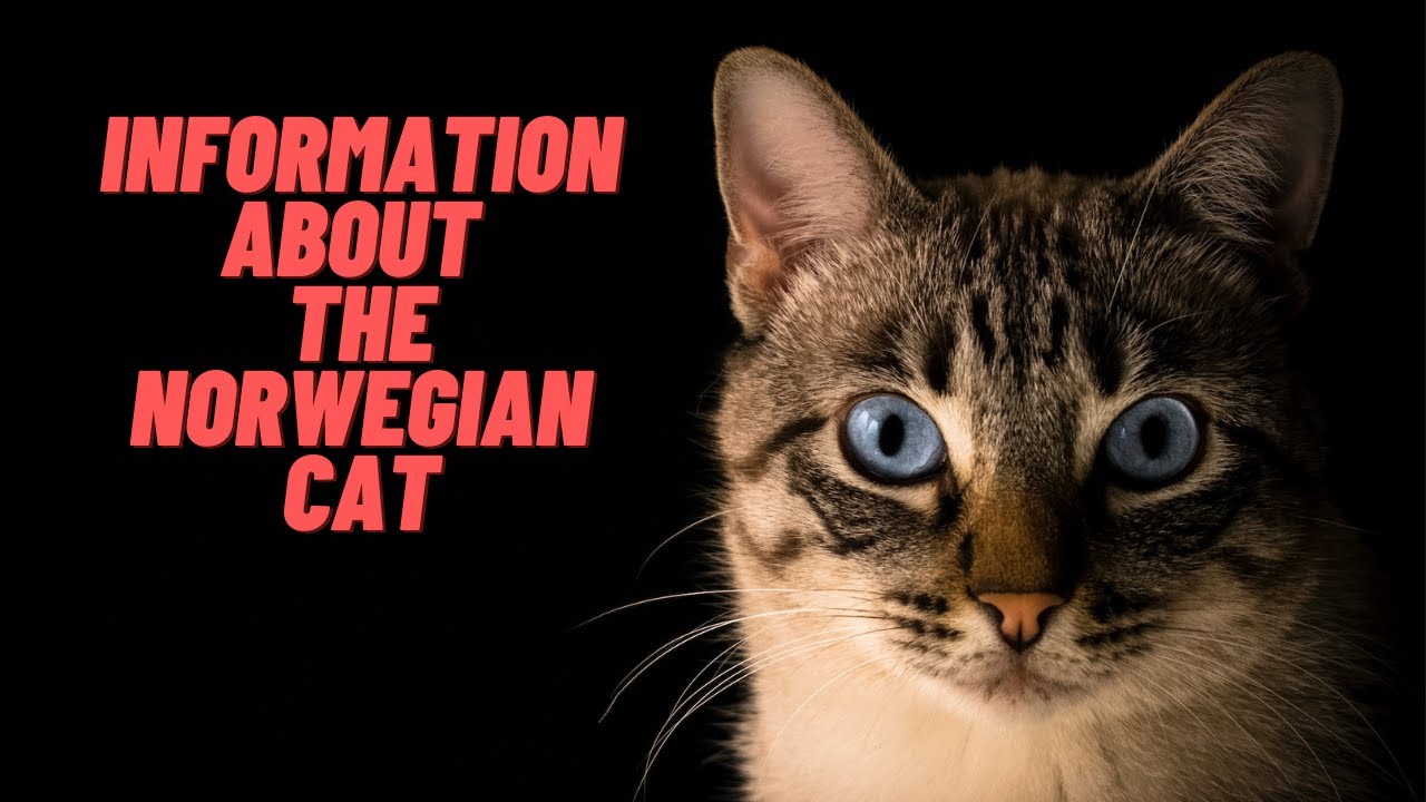 Discover the Magic of Norwegian Cats! - YouTube