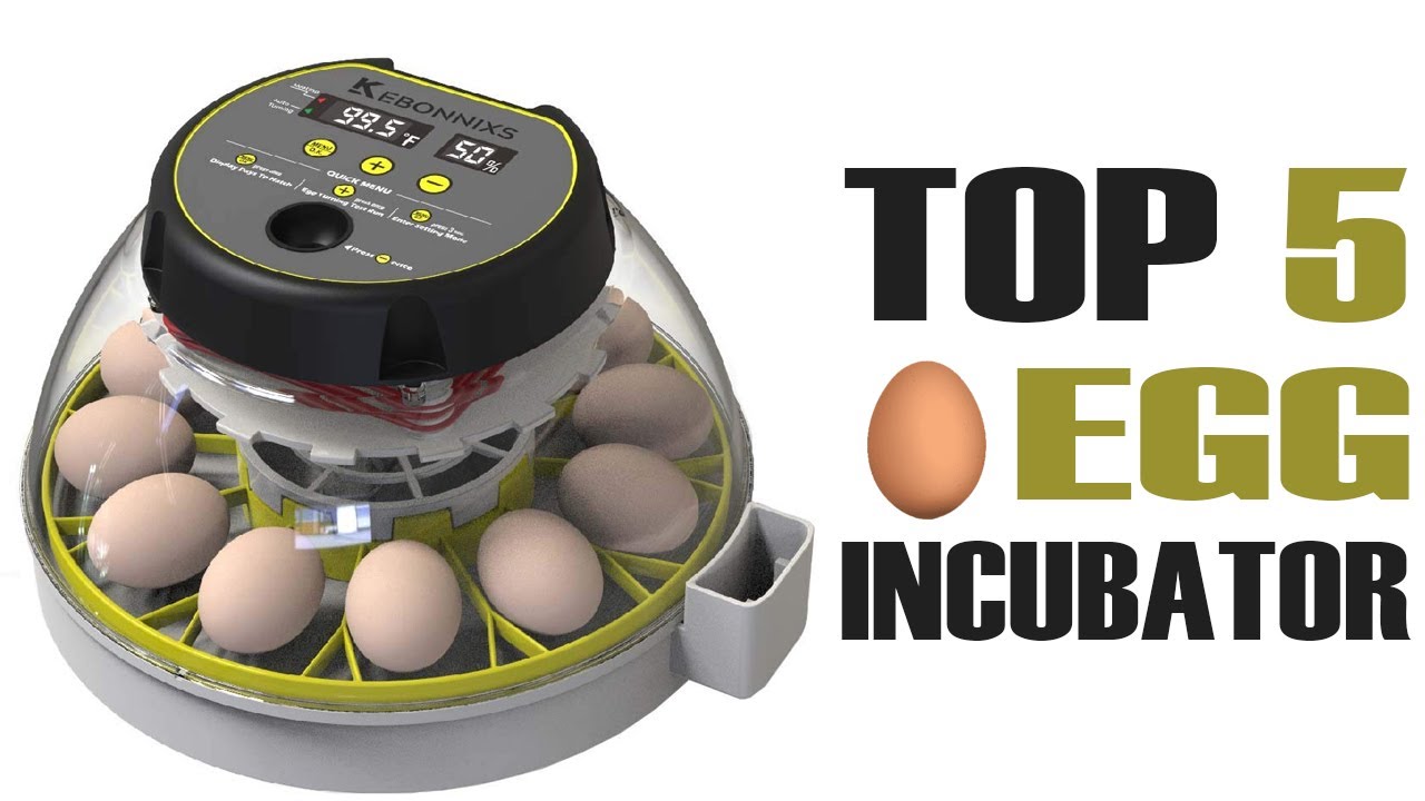 Best Egg Incubator With Automatic Turner | Top 5 Egg Incubator - YouTube