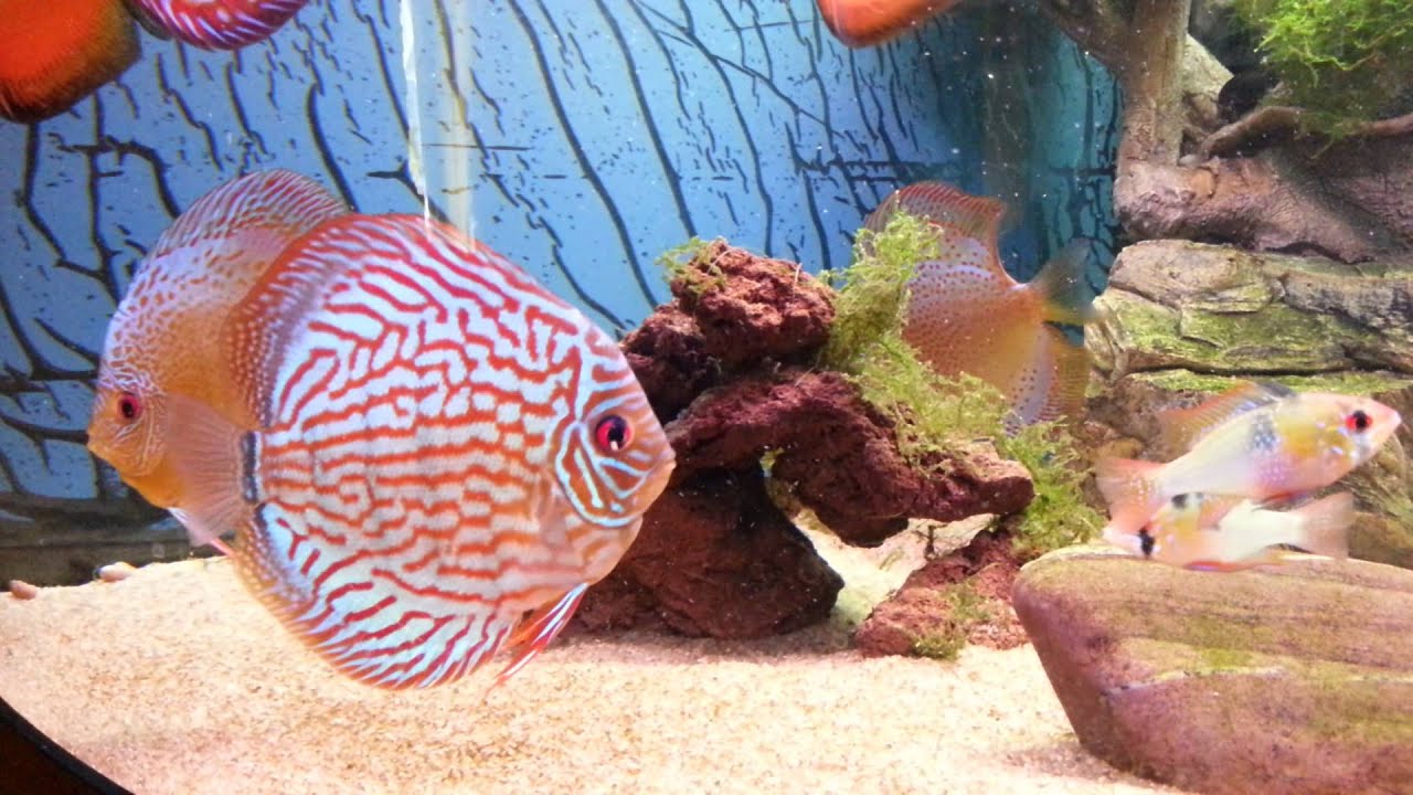 Juwel Trigon 350 Discus fish feeding granules - YouTube
