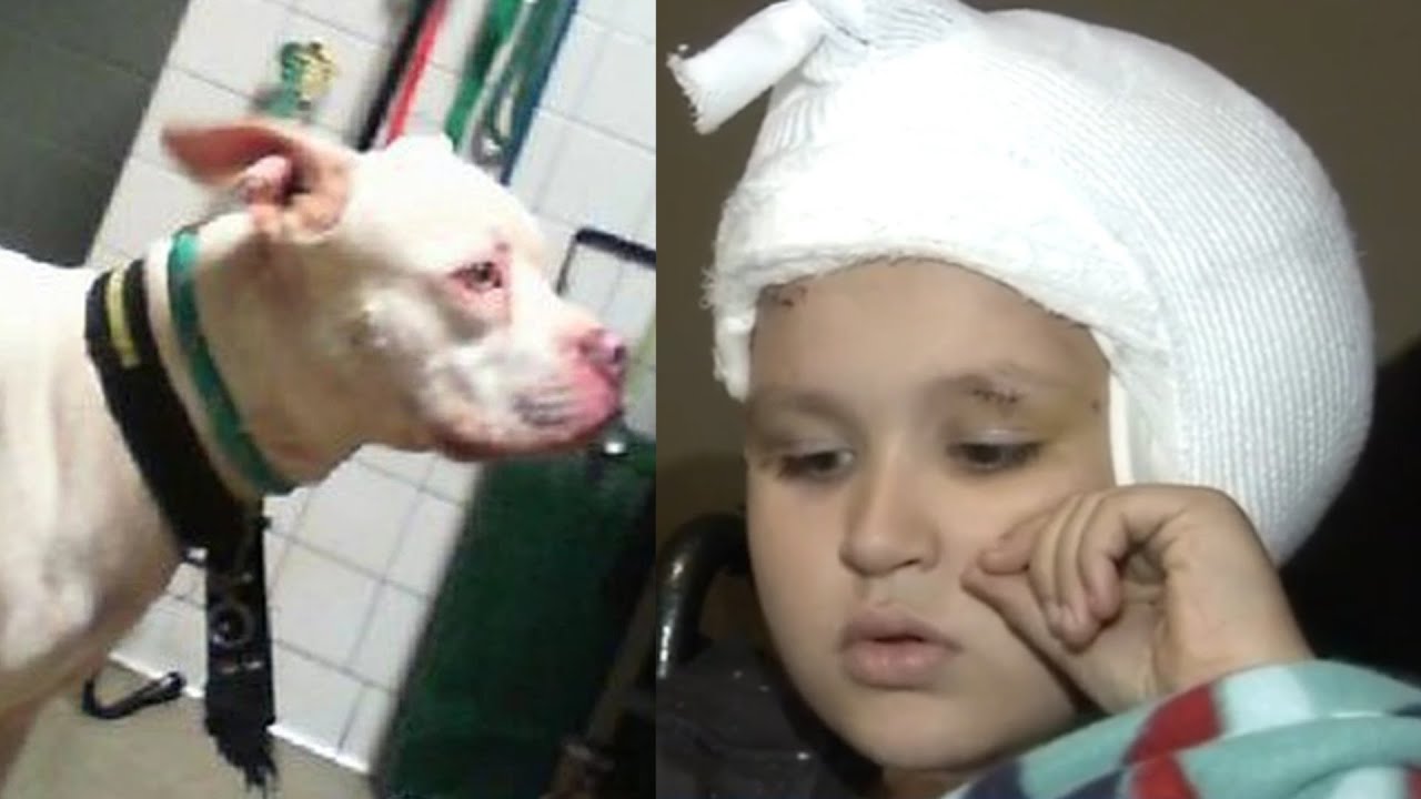 Pit bulls attacks child walking to school - YouTube