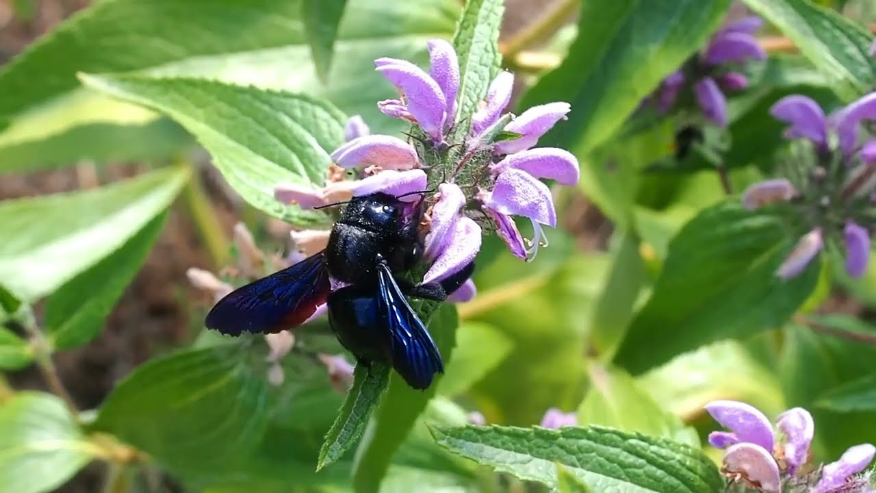 Grosse abeille bleue noire, le Xylocope violet ou Abeille charpentière ...