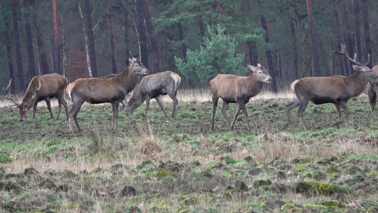 Ree en moeflon tussen de herten op het Zwarte veld - YouTube