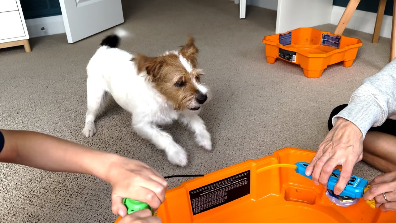 Henry the Jack Russell Terrier Dog vs Beyblades - YouTube