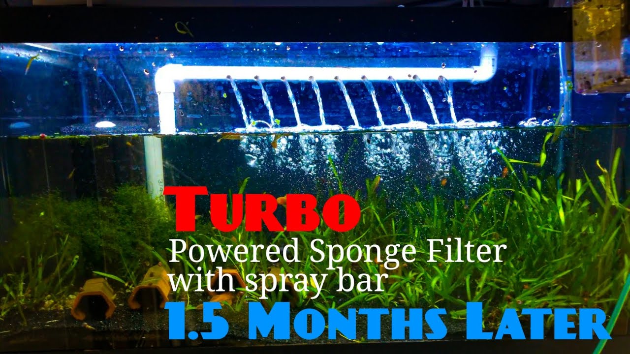 Turbo Powered Sponge Filter with Spray Bar - 1.5 Months Later - YouTube