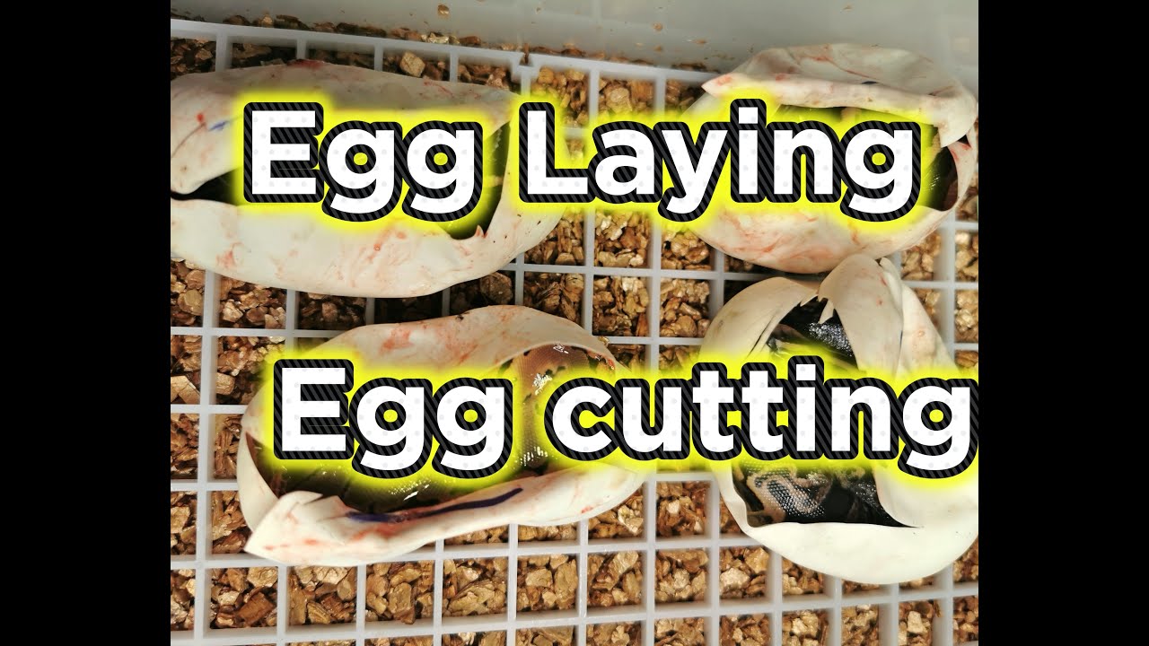 Our first ball python egg cutting! - YouTube