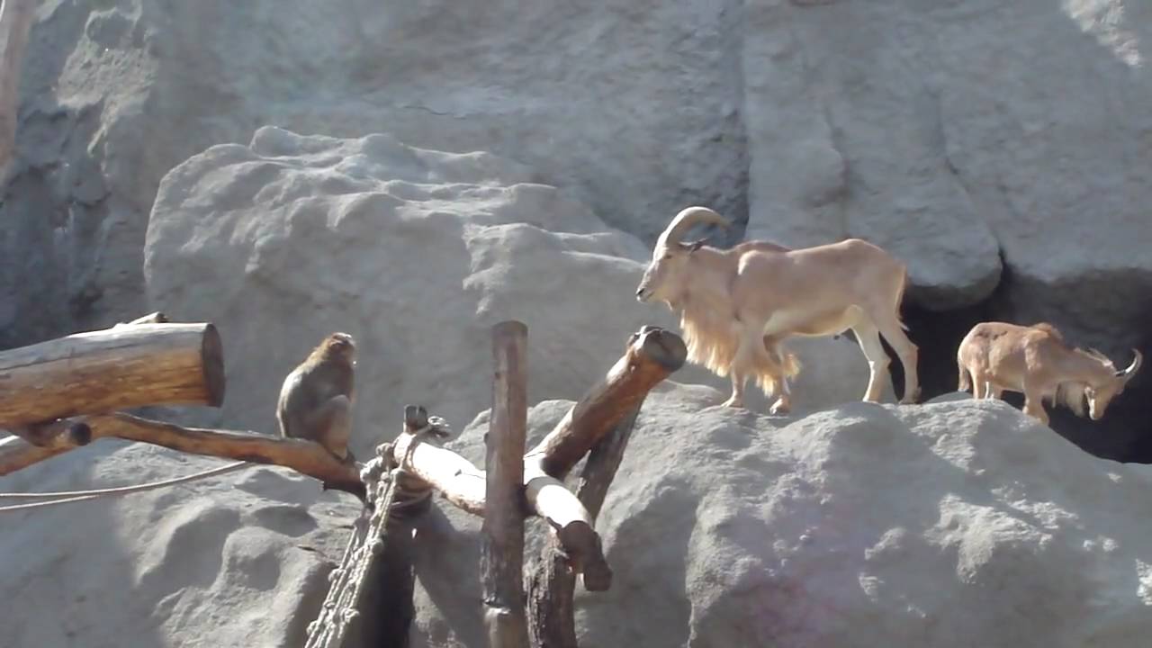 Monkey Fights Goat - YouTube