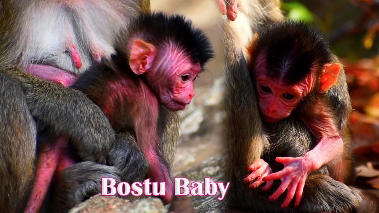 Welcome newly baby in my channel at group monkey Bape. Adorable Monkey ...