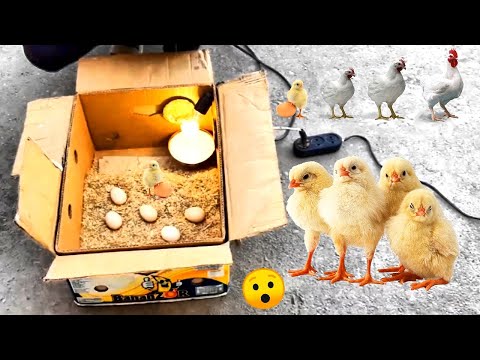 УЙ ШАРОИТИДА ИНКУБАТОР ЯСАШ ВА УНИ СИНАБ КОРИШ