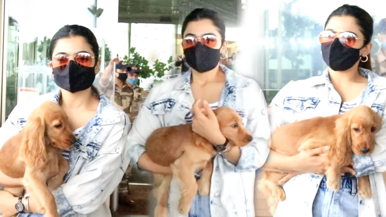 South Smile Queen Rashmika Mandanna With Her Pet Dog Aura Snapped ...