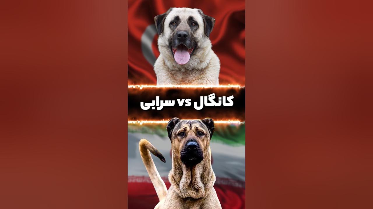 جنگ سگ سرابی و سگ کانگال 🔥 سگ Shorts Youtube