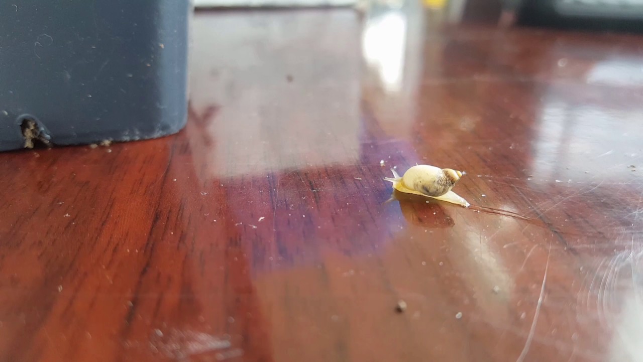 Snail, poop and run. - YouTube