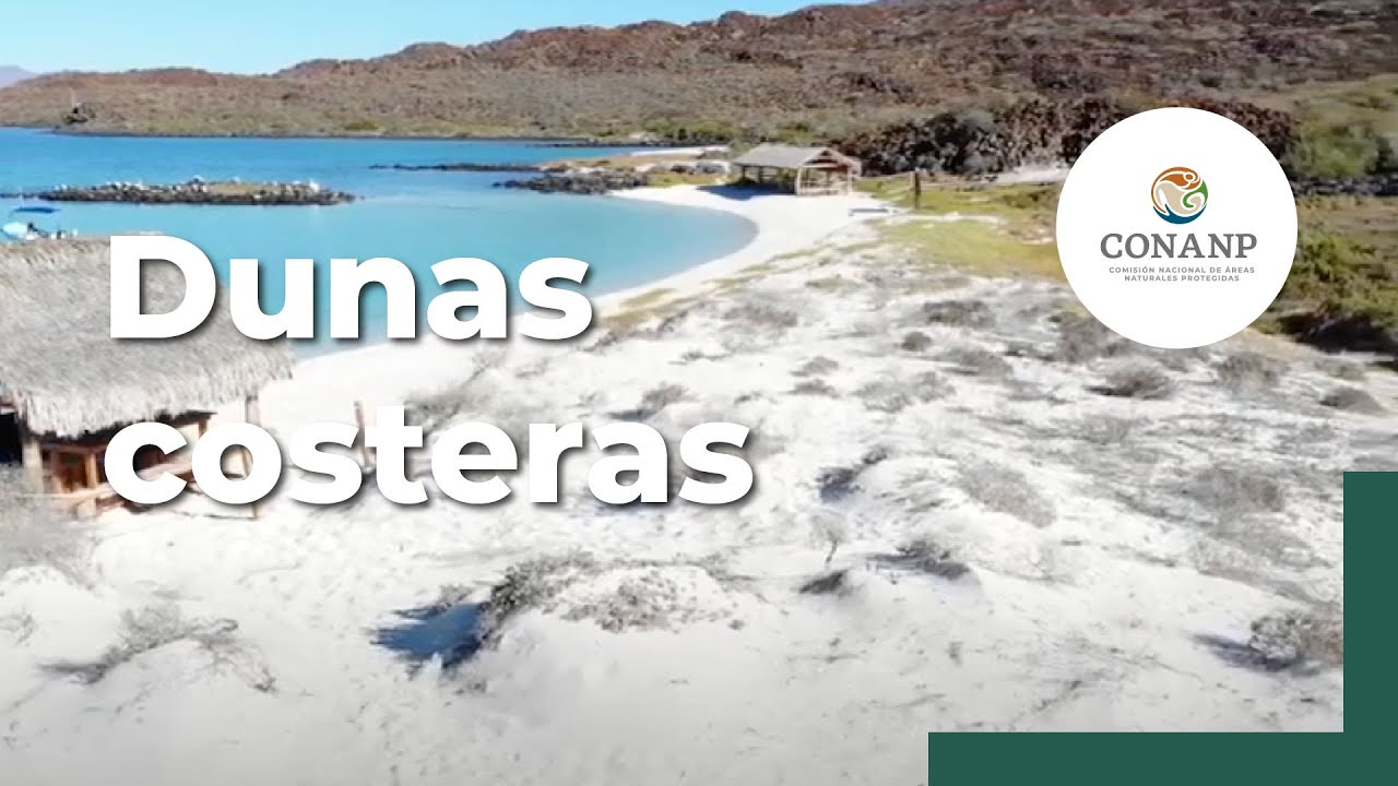 Dunas costeras: ¿cómo proteger estos ecosistemas? - YouTube