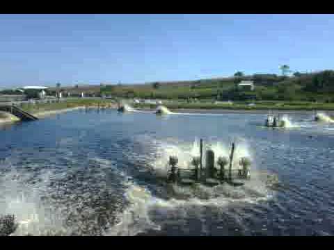 prawn pond - YouTube