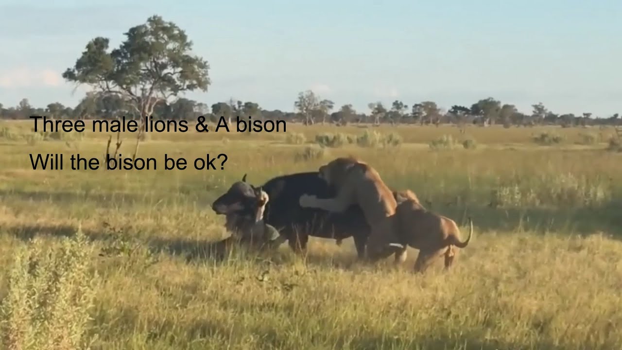 Three adult male lions are hunting a bison - YouTube