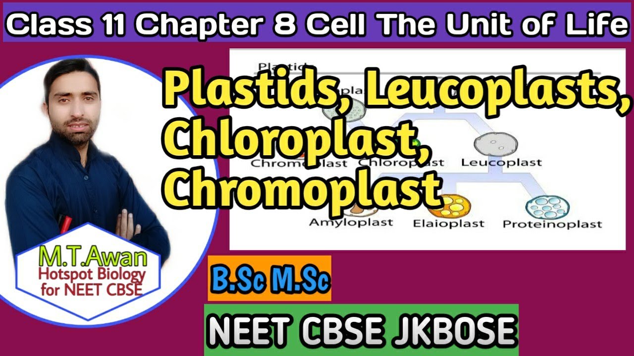 Lecture 17 Class 11 Biology- Plastids, leucoplasts, Chromoplasts ...
