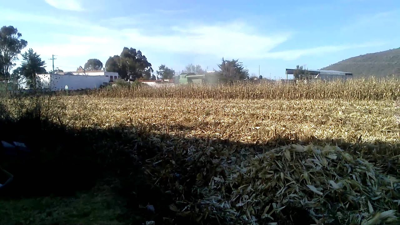 COSECHA DE MAIZ - MEXICO - YouTube