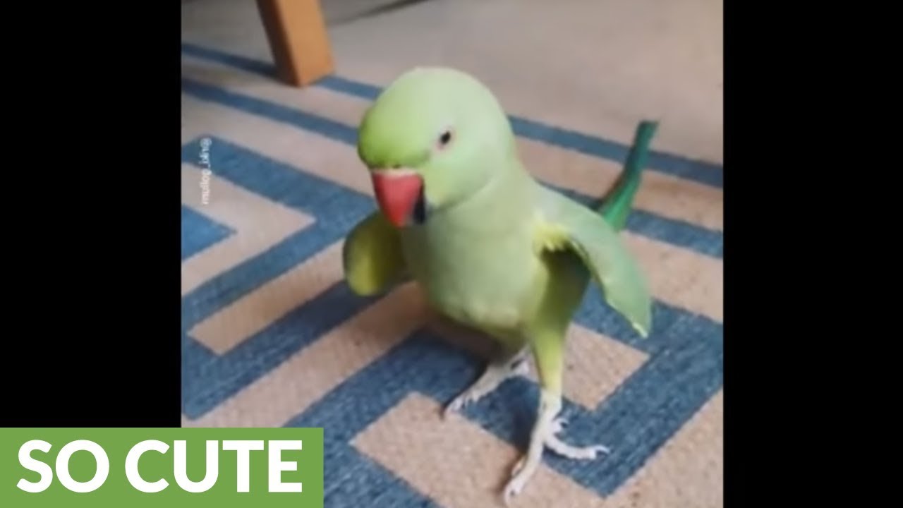 Talking parrot plays cute game with owner - YouTube