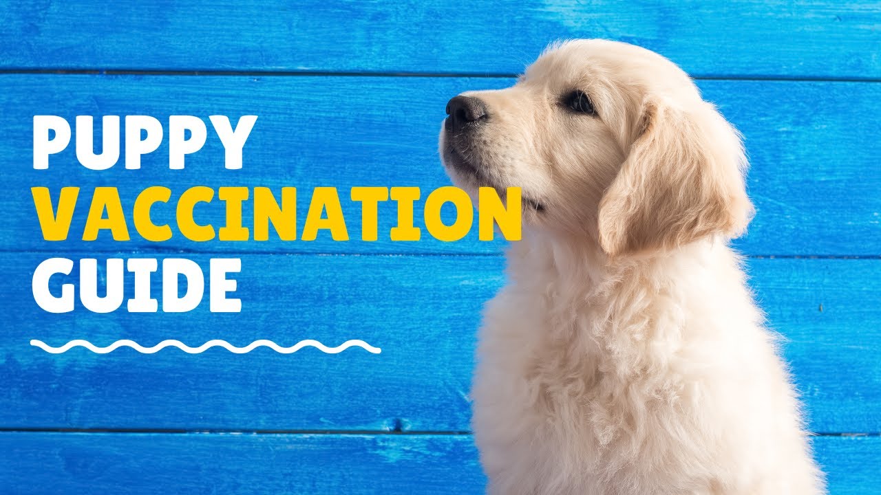 Shots & Treats: The Ultimate Puppy Vaccination Guide - YouTube