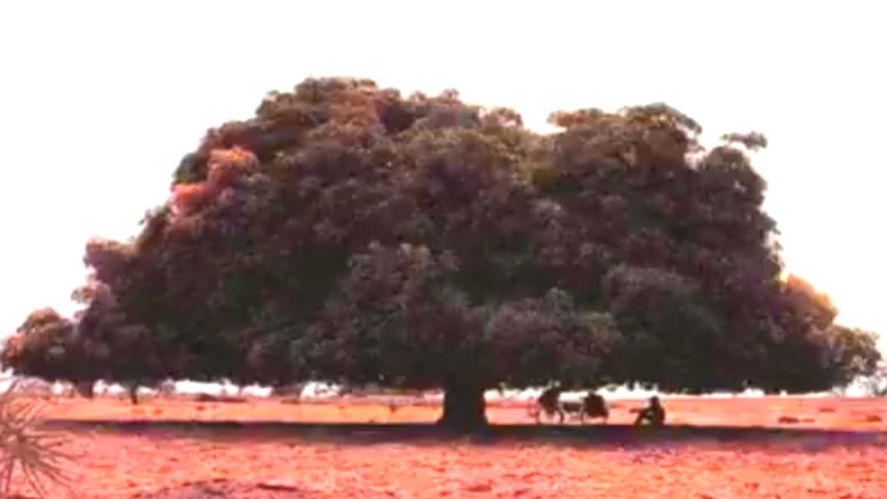 इस पेड़ को काटने से इसमे से निकलता है खून ||Tree that bleed || Kala Amb ...