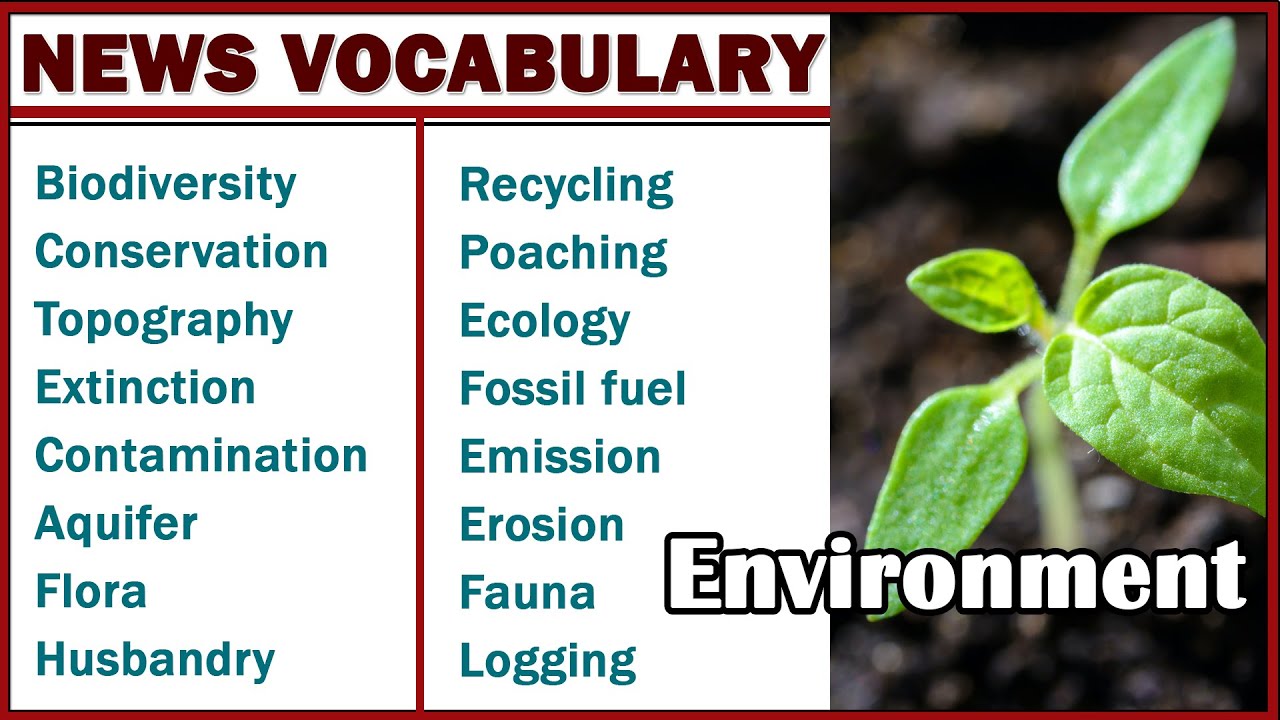 20 Advanced Vocabulary Form the Newspaper | Environment - YouTube