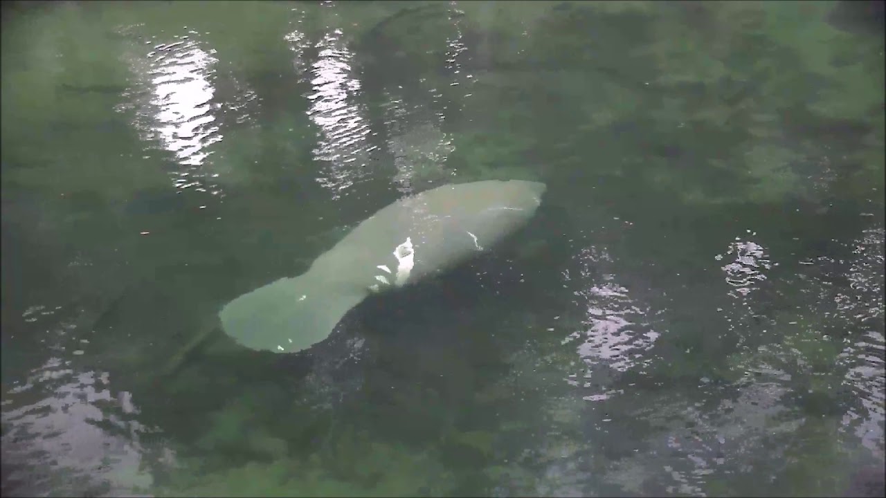 Lily the Manatee - YouTube