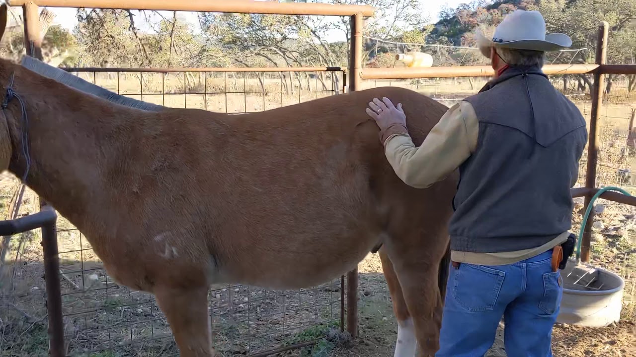 How to groom your mule! - YouTube
