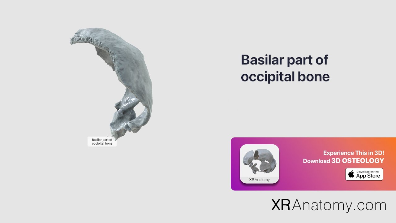 Basilar part of occipital bone - YouTube
