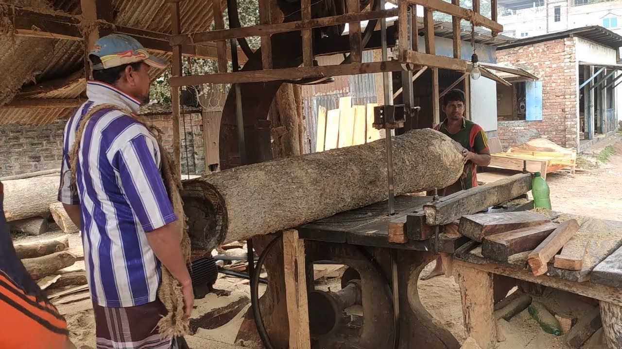 Giant Mahogany Wood 10 KB/$120 Cutting at Logging Mill।Pet Lovers Wood ...