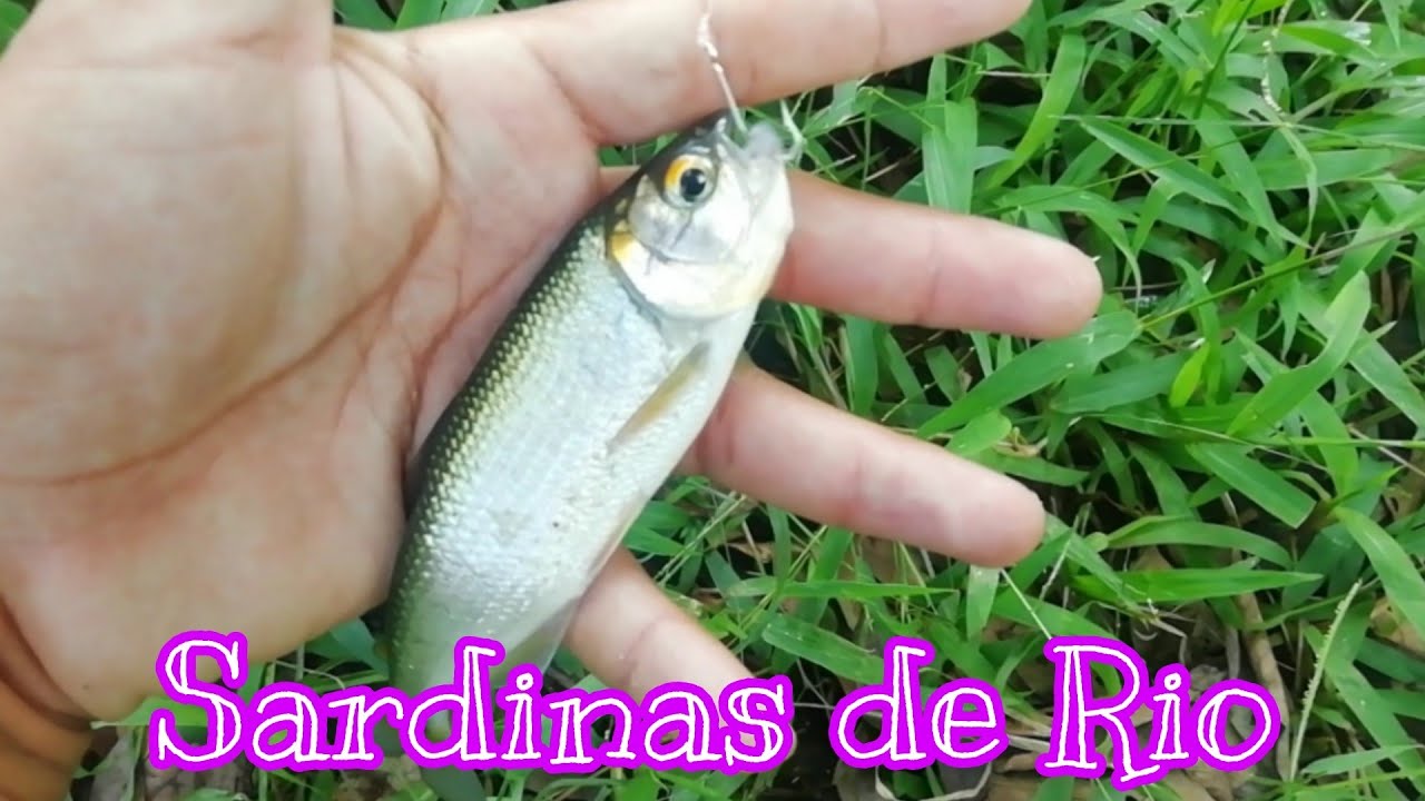Pesca de Sardinas de Rio con Anzuelo y maza//pescando pepescas en el ...