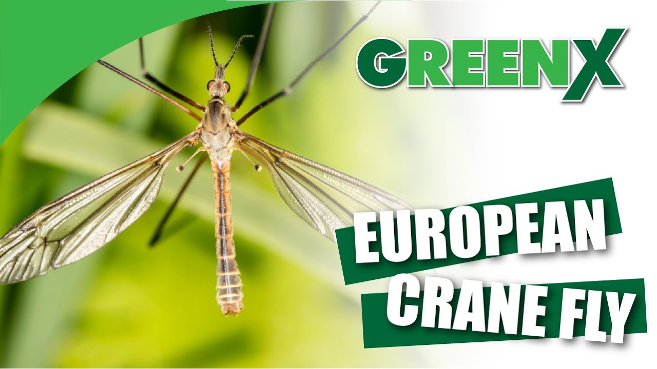 GreenX Lawn Care Explains European Crane Fly And How They Can Kill Your ...