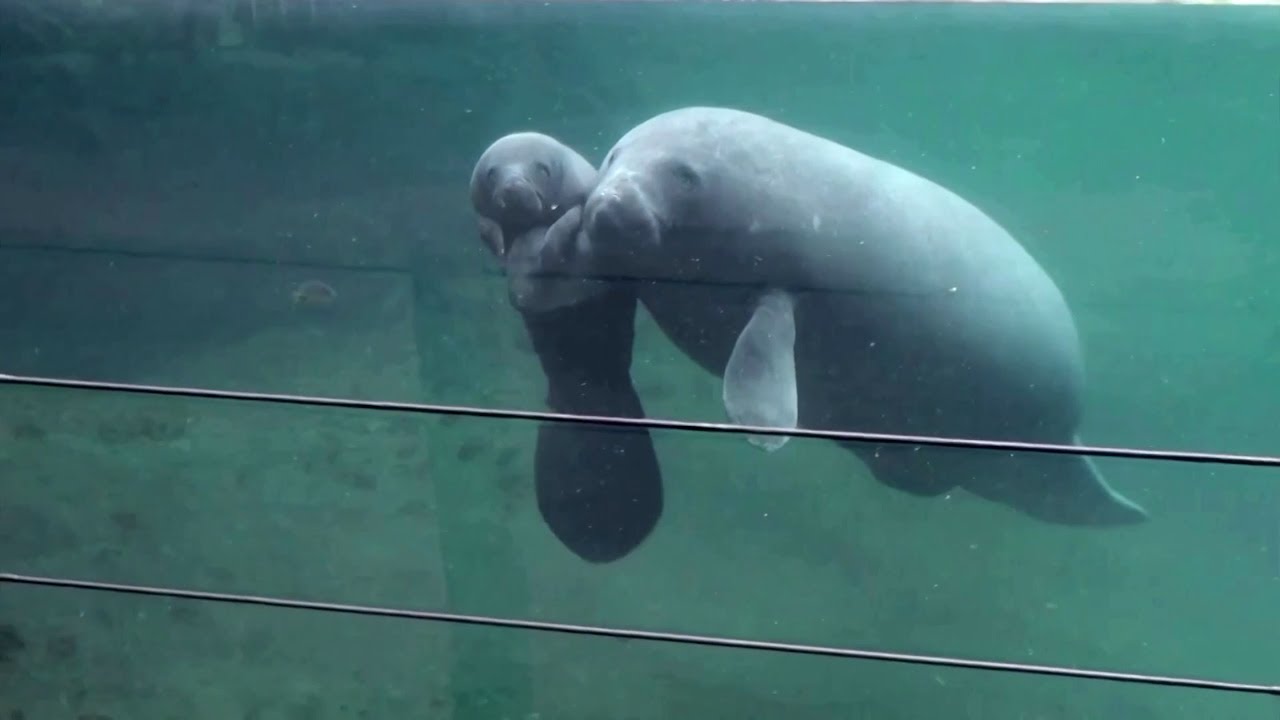 El tierno registro de un manatí bebé nadando por primera vez. - YouTube
