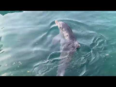 Blue Lagoon Island Dolphin Swim, Beach Day and Sea World Explorer - YouTube