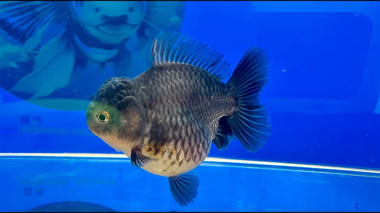 Oranda Kirin Short Tail Oranda Ekor Pender OST Goldfish Platinum ...